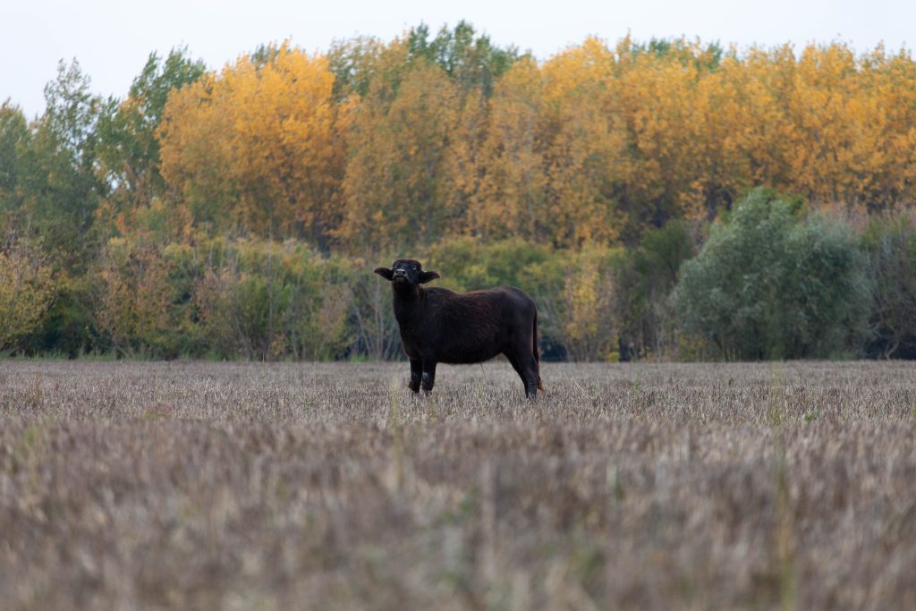 Farma bivola - prirodni raj na ušću Begeja i Tise - Mali Proizvođači