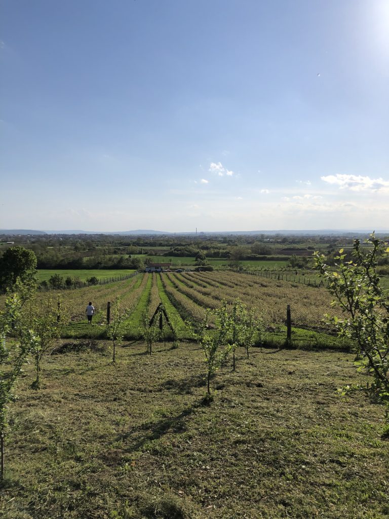 Dedovina - Blueberry Farm - Mali Proizvođači